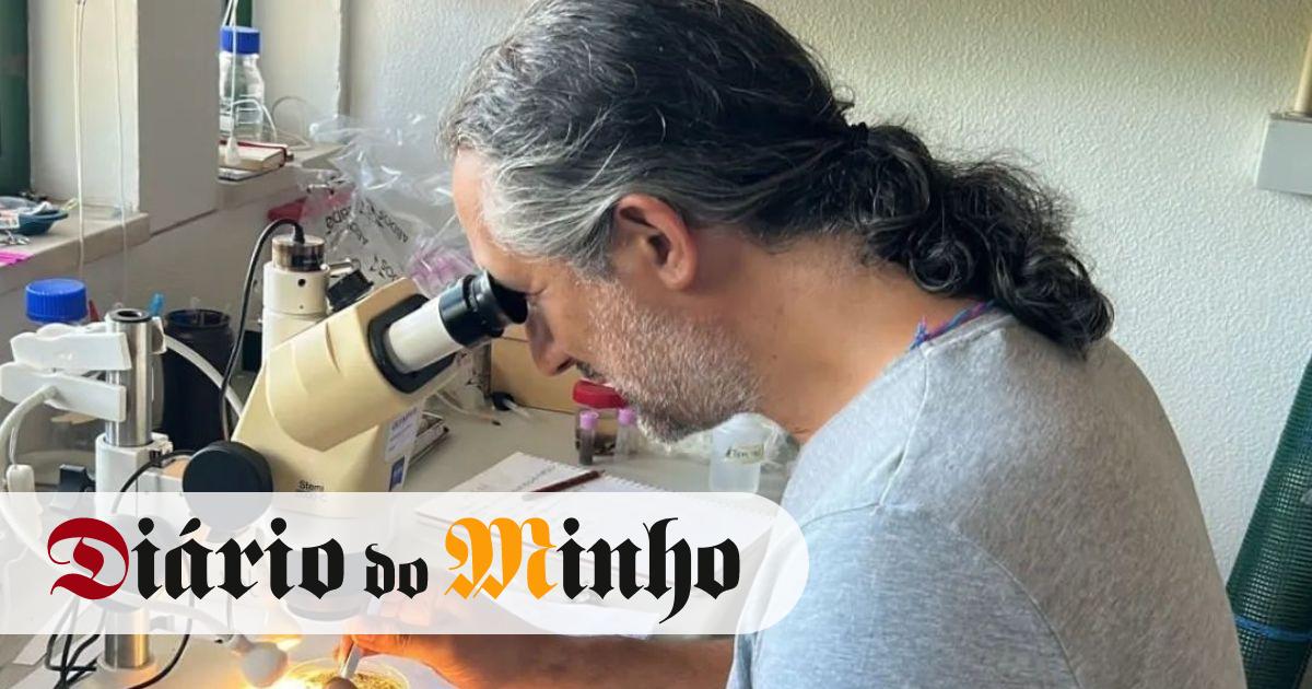 Investigador da UMinho descobre nova espécie marinha - Diário do Minho